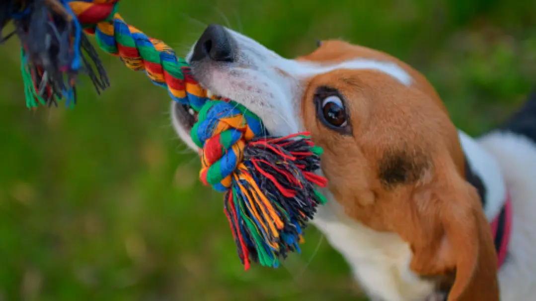 This is what you need to know if you are traveling with your pet from ...